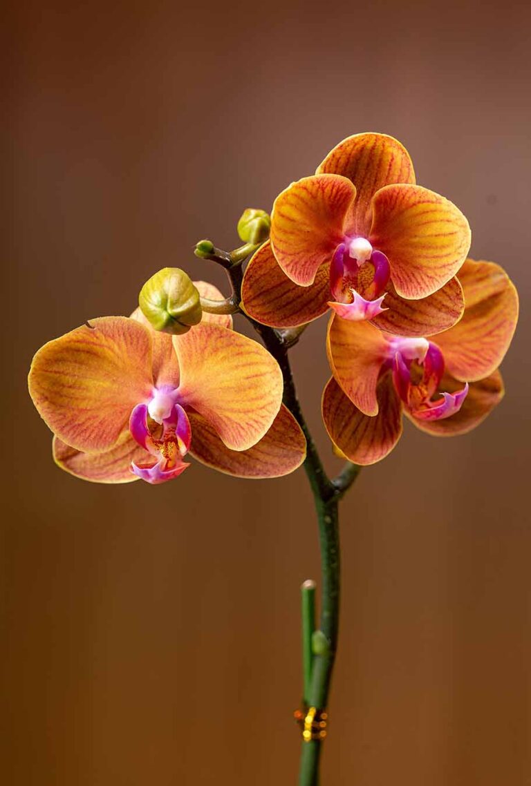Atelier de Flores - Orquídeas - Florería en Lima.